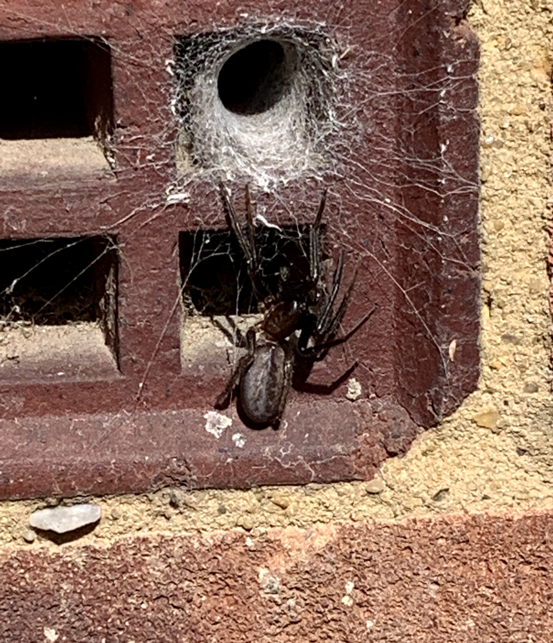Kent UK ID Request R spiders kent-uk-id-request-r-spiders