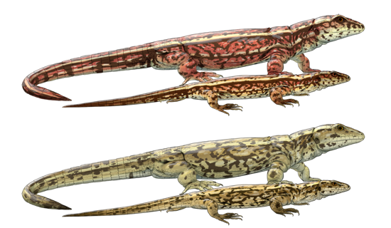 Speculative Evolution -> Planet Cat Sanctuary