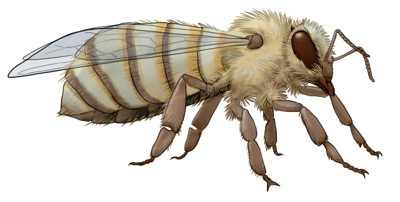 Speculative Evolution -> Planet Cat Sanctuary