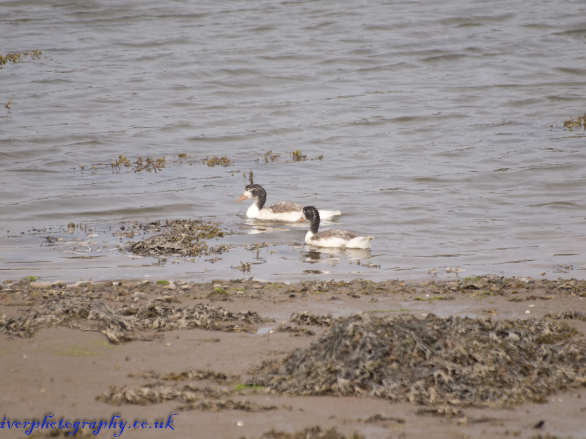 What is this duck please? - Identify this - Wildlife - The RSPB Community