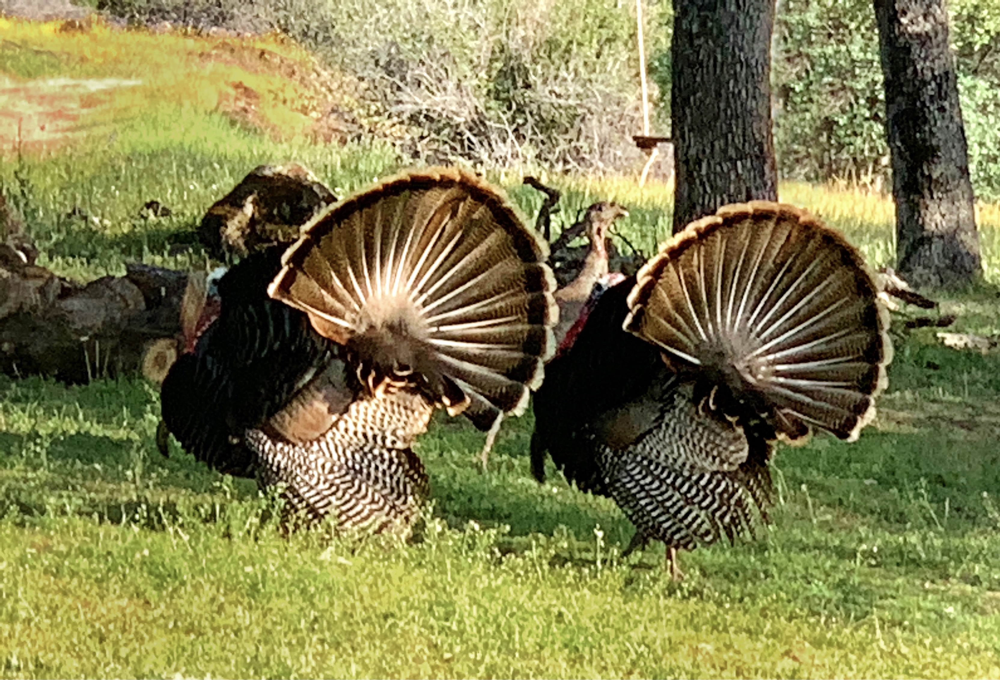 TOTW 4/02/21 Hollyding - Wade Ward - Discussion Forums - Banjo Hangout