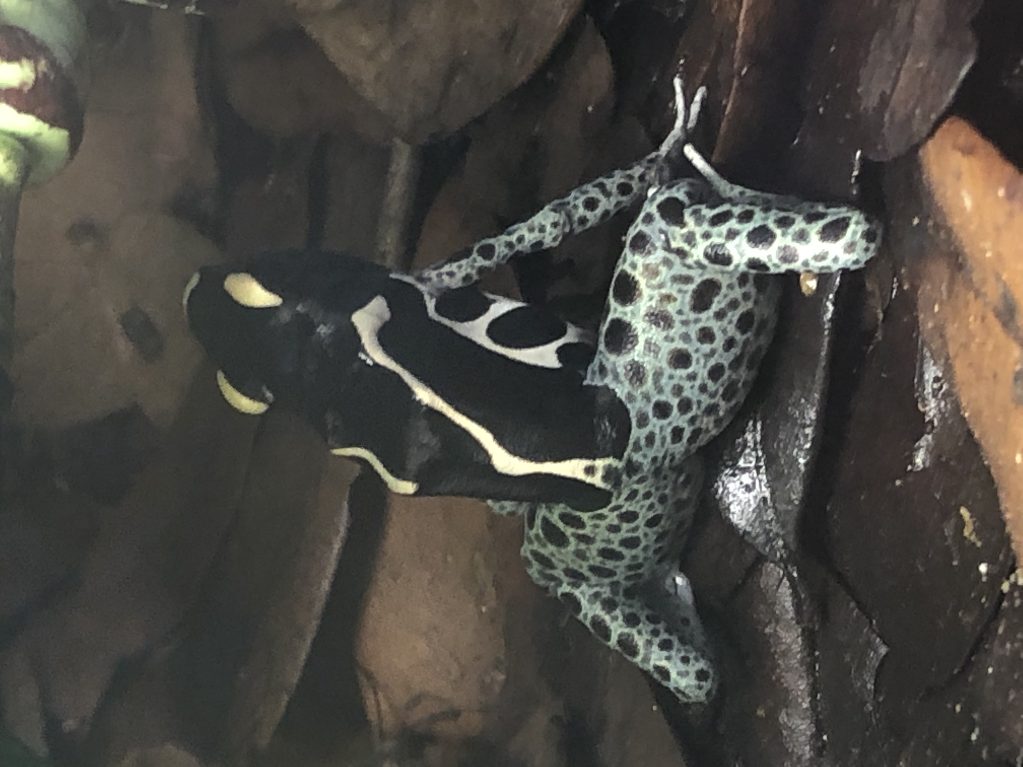 Powder blue tinc with huge thighs : r/DartFrog