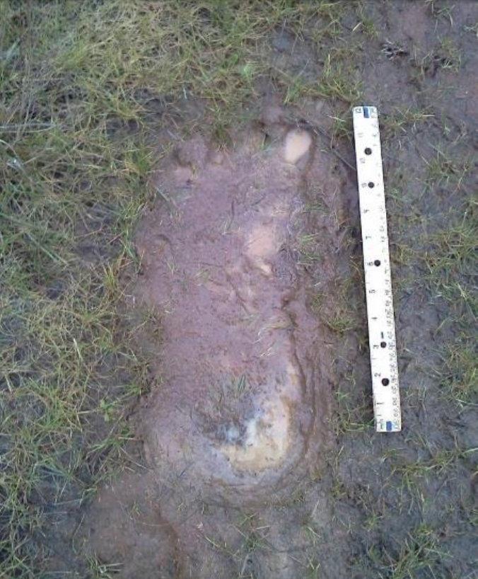 Evidence of Bigfoot's Existence - Animal fight club