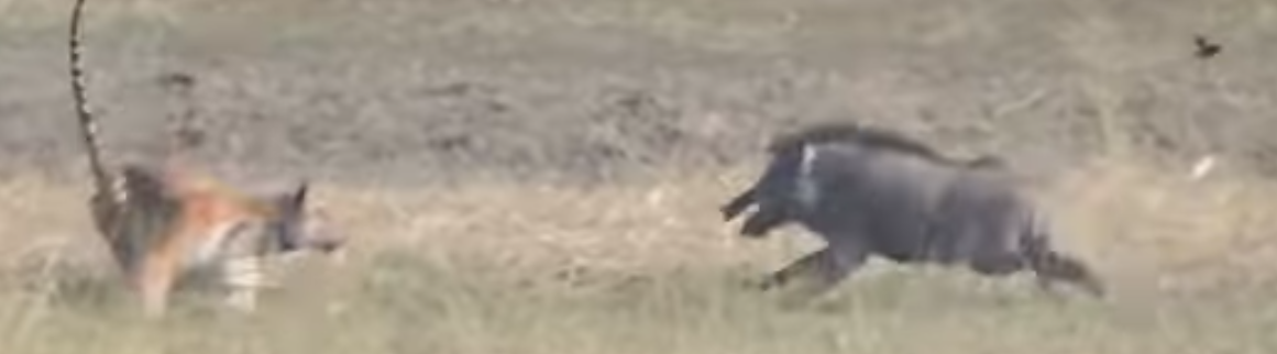Tiger killing large wild boars - Valley Of The Beasts