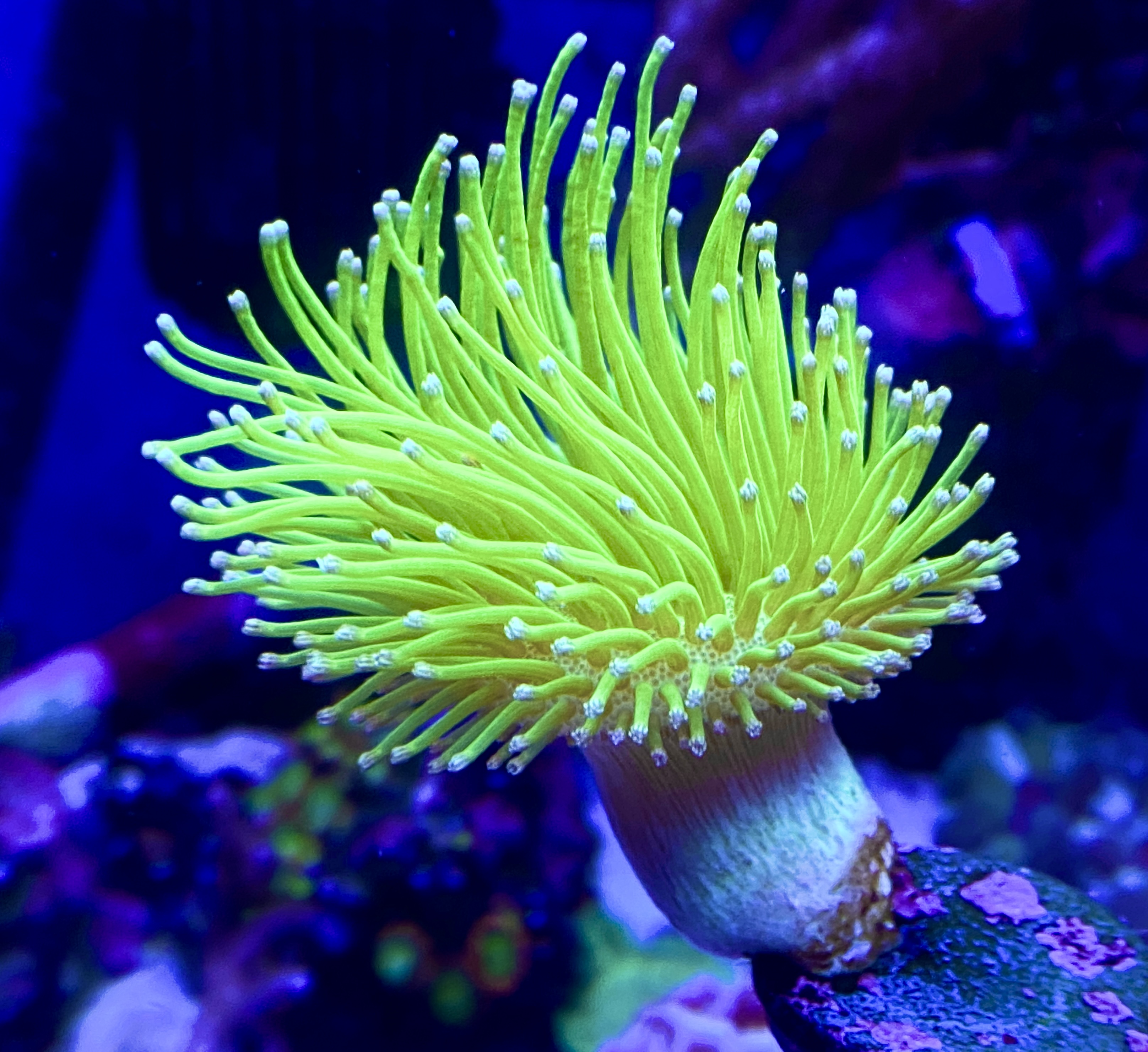 Coral that aggressive fish won't eat? | Page 2 | REEF2REEF Saltwater ...