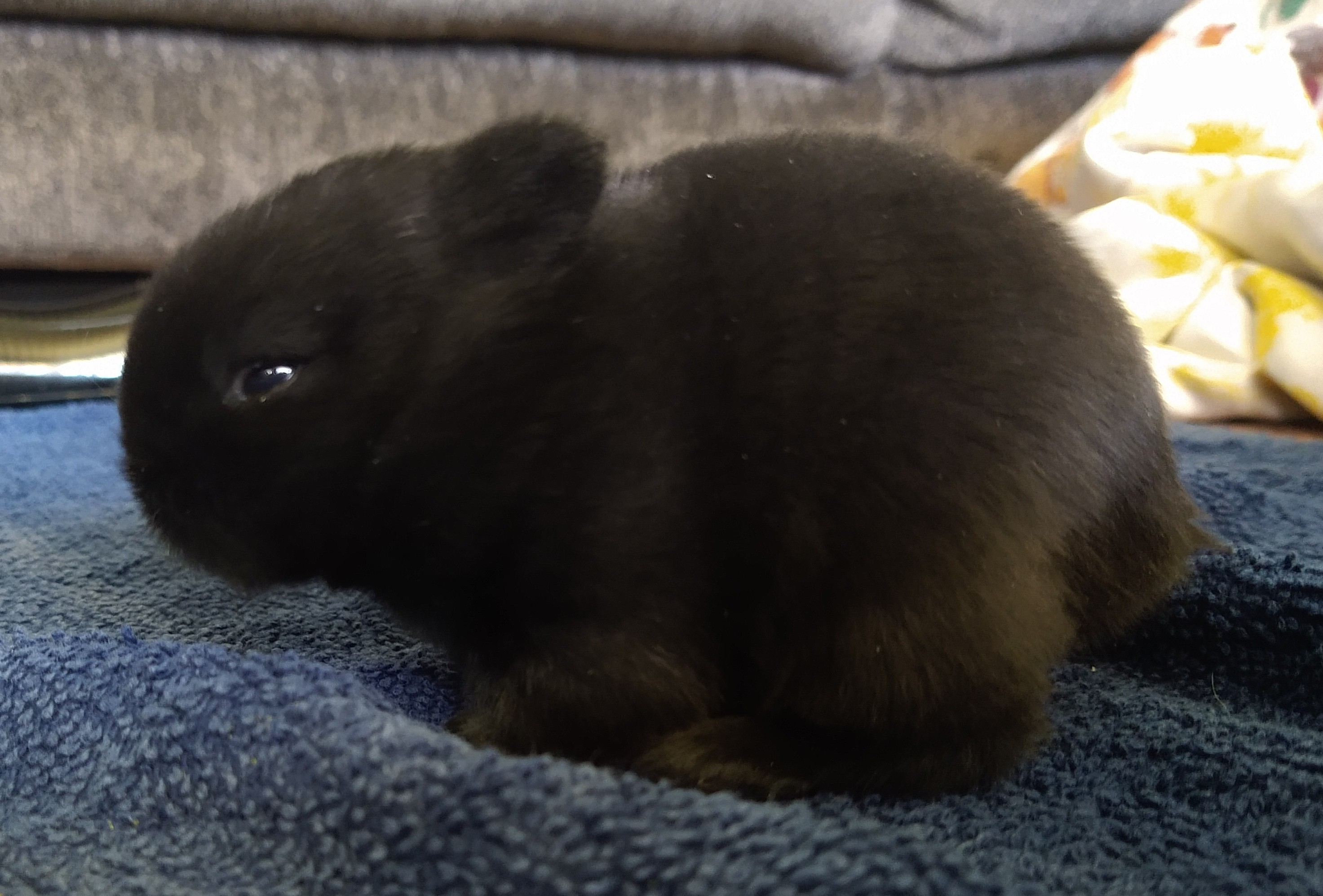 Splatoon [Official Topic] - Discuss Scratch