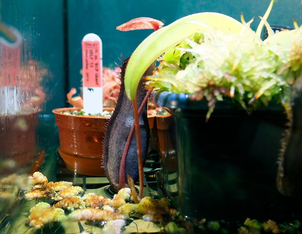 My DIY LED Terrarium with automation - Terraria - Cultivation ...