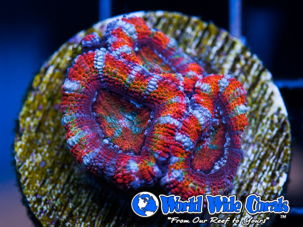 We're on FIRE! Website updated with more hotness! | REEF2REEF Saltwater ...