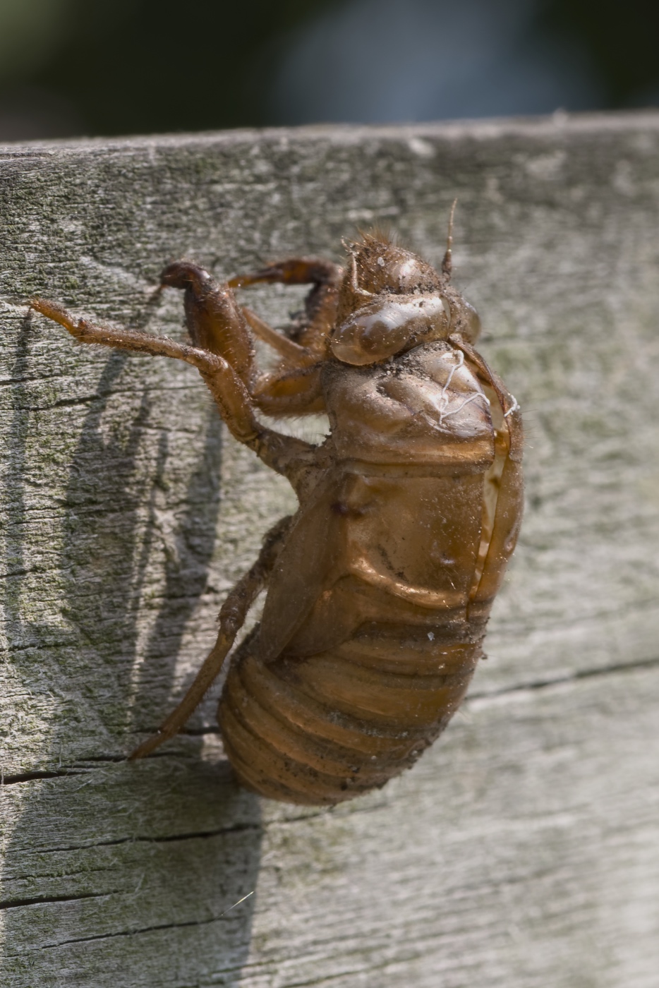 A Shell of His Former Self - PentaxForums.com