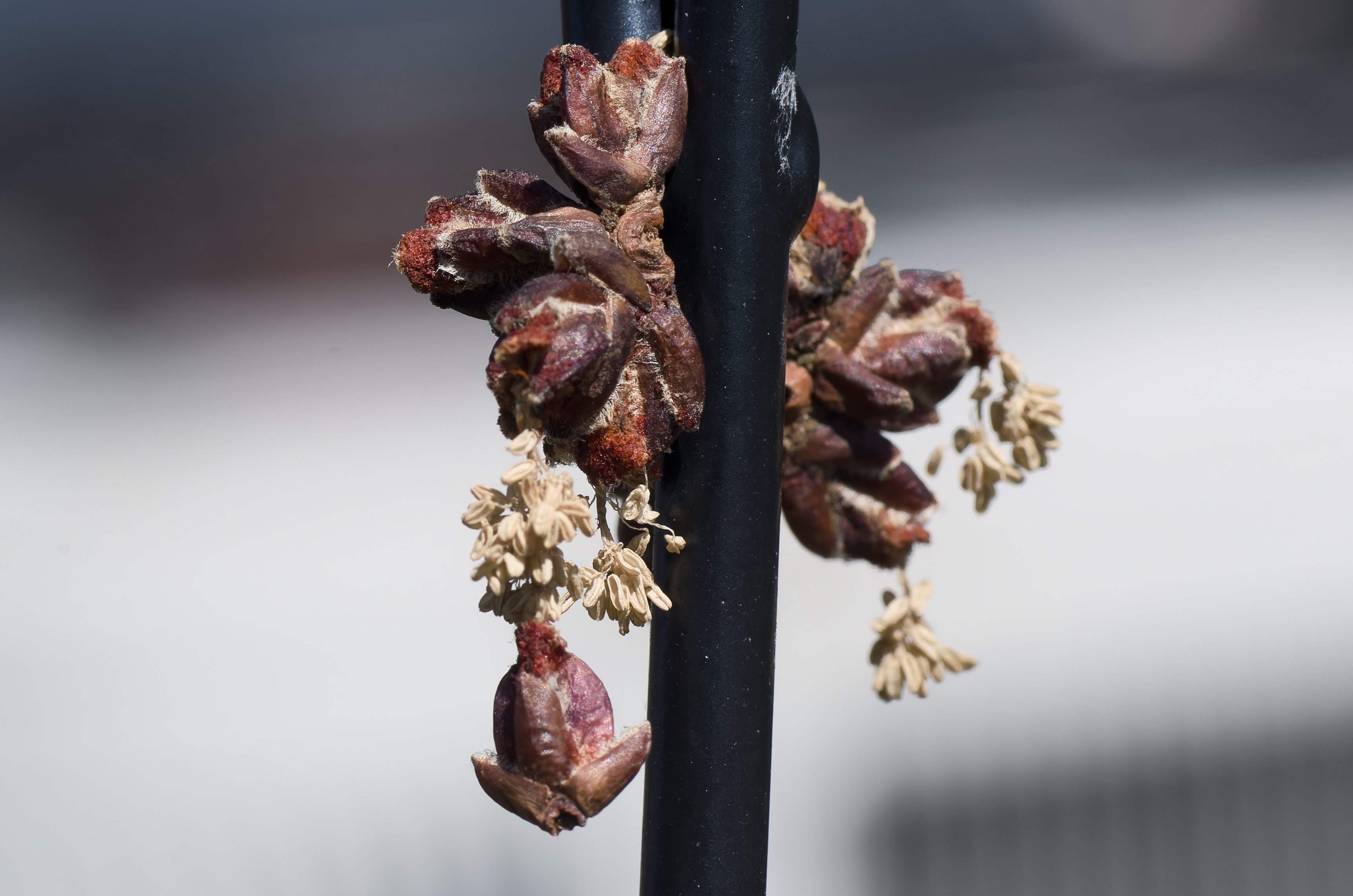 A few random macro photos from around the house - PentaxForums.com