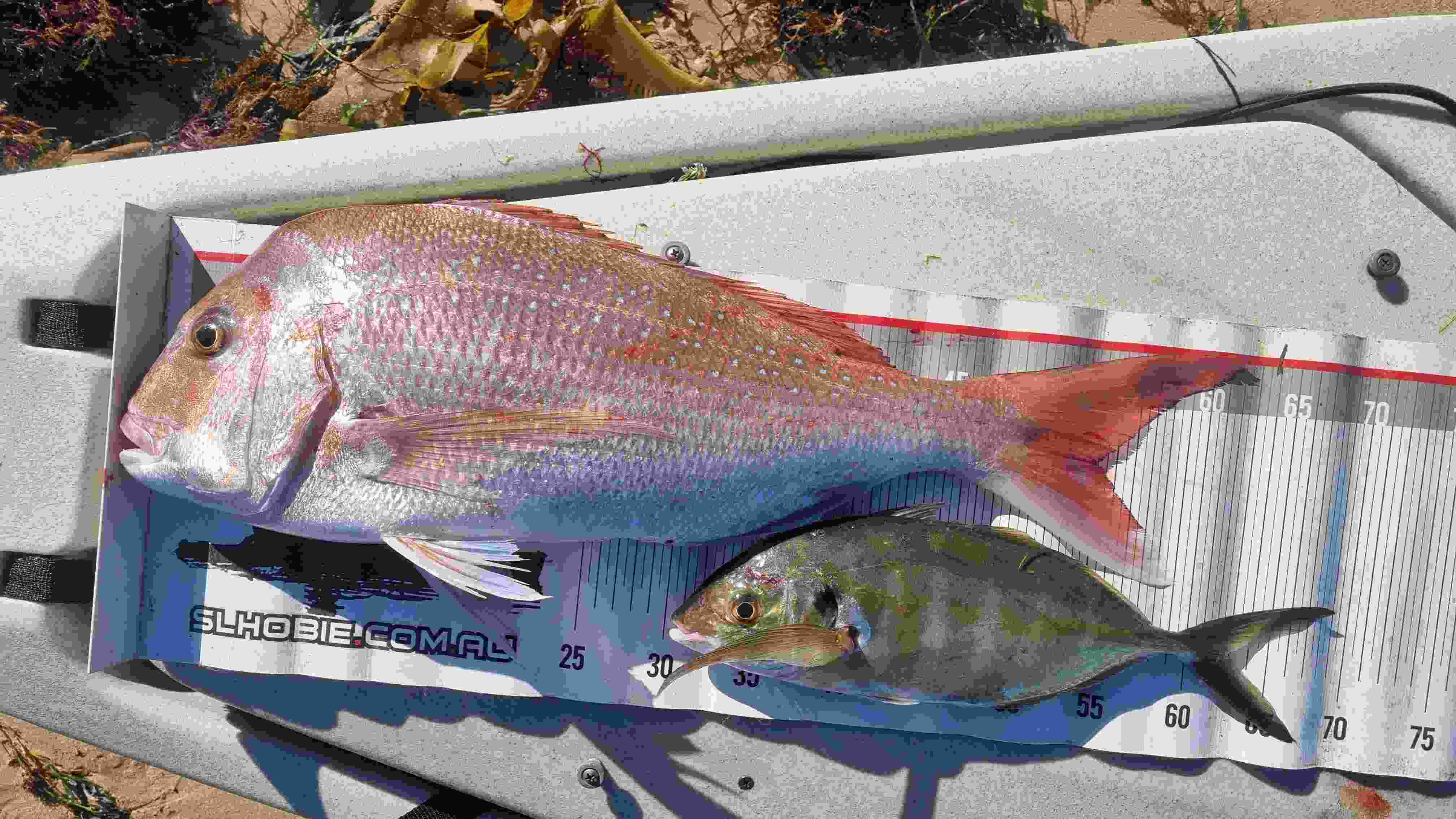 Lonsdale Bight Surprise - Victorian Kayak Anglers (VYAK)