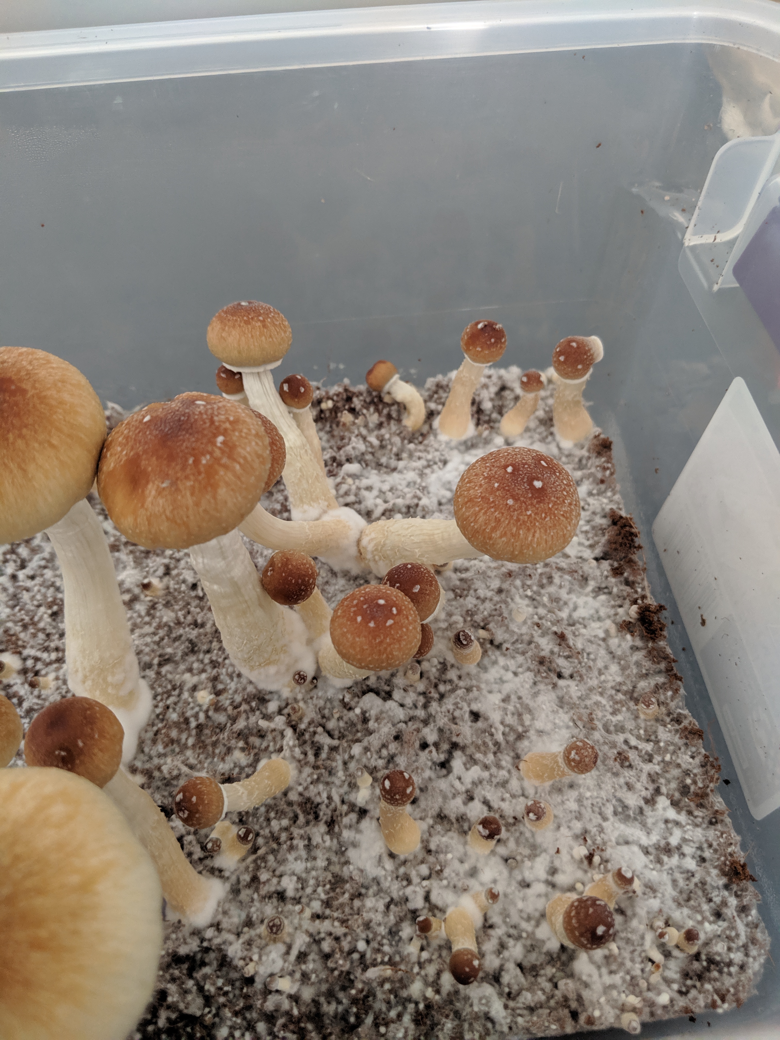 Possible shoebox contam? : r/shrooms