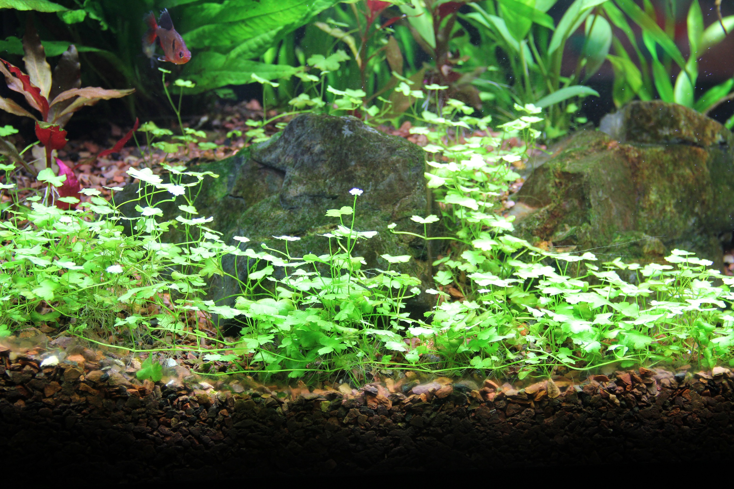 My first planted tank... (noob alert!) | The Planted Tank Forum