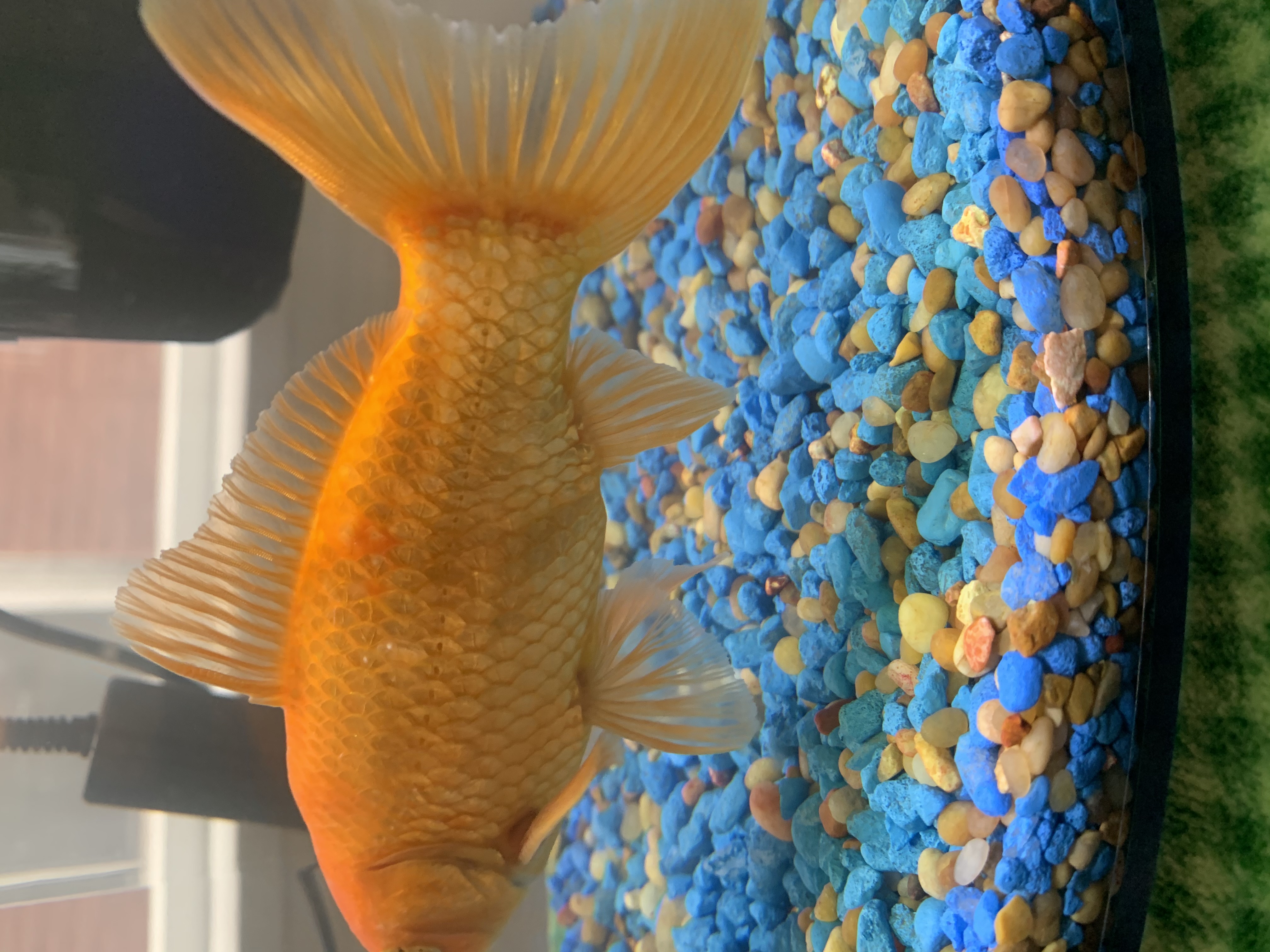 Ich on Goldfish? - Diseases - Aquarium Co-Op Forum