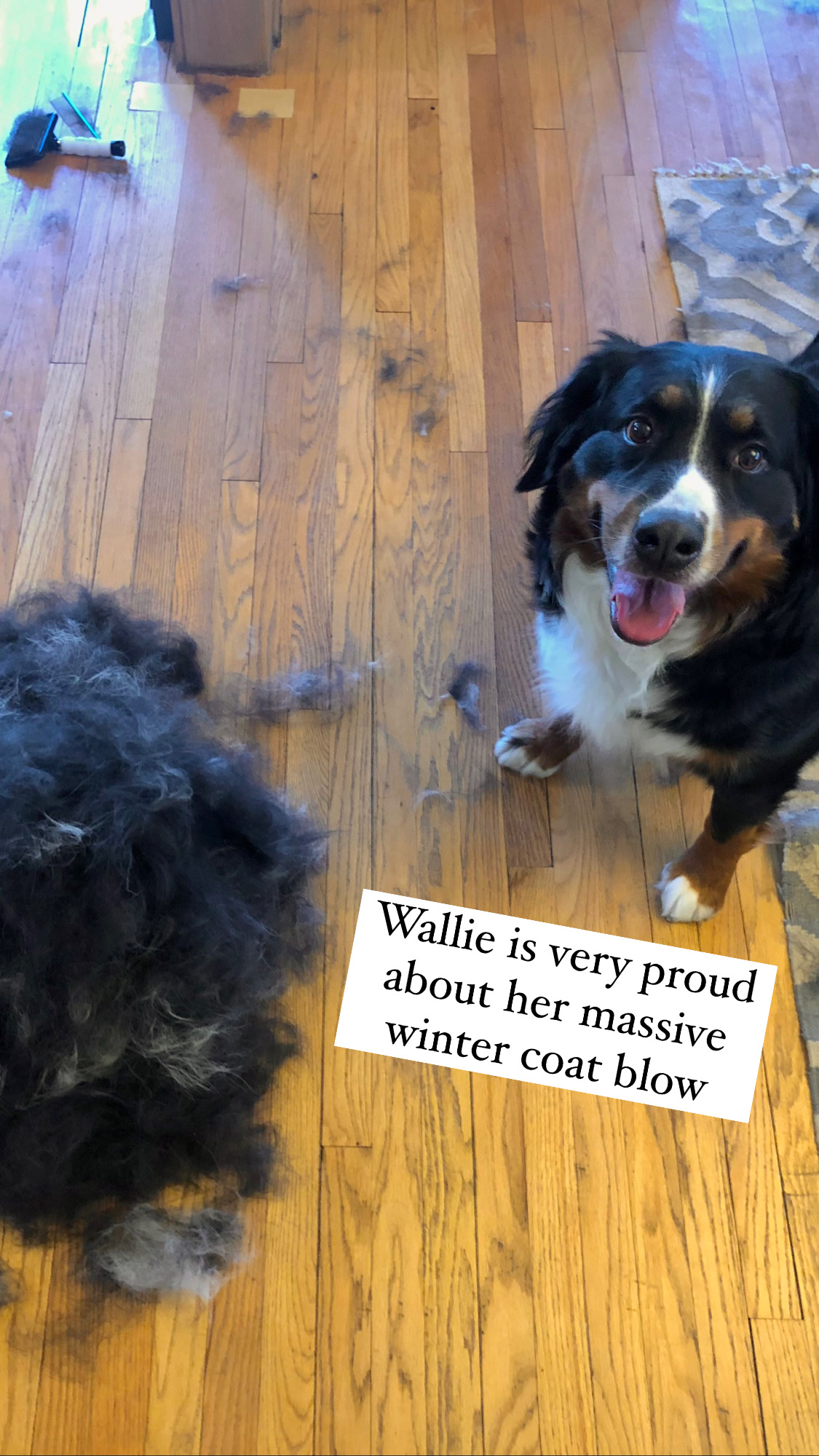 Had our berner girl Scout for a year and noticing big tufts of fur ...